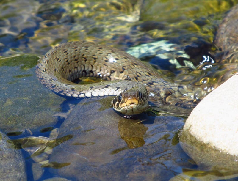 Grass snake in the water stock photo. Image of water - 55076314