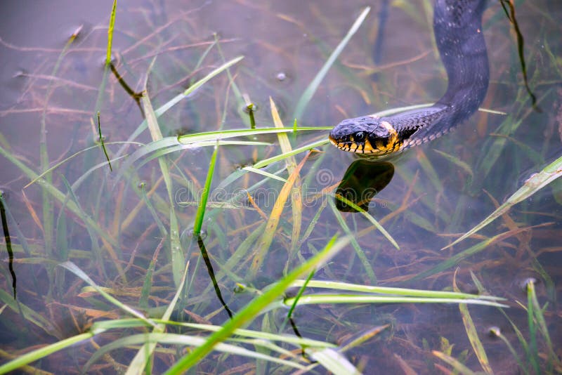 Grass snake in the wild stock image. Image of sizzle - 92889279
