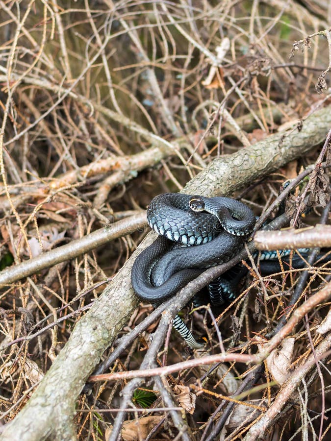 Grass snakes Ntrix Natrix stock image. Image of gross - 89595003