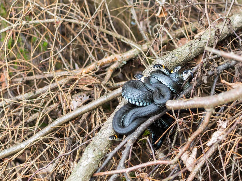 Grass Snakes Ntrix Natrix in Matting Period Stock Photo - Image of ...
