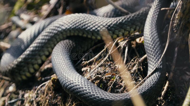 Grass Snakes Warming Together in Spring Sunlight Stock Video - Video of ...