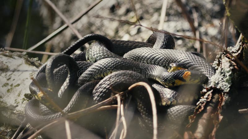 Grass Snakes Warming Together in Spring Sunlight Stock Video - Video of ...