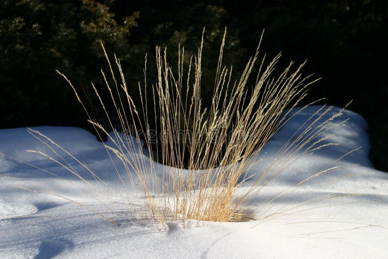 Grass in snow stock image. Image of detail, west, life - 1257315