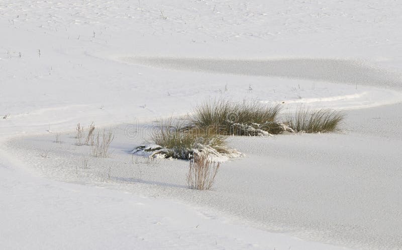 Grass in snow stock photo. Image of wild, england, vale - 12736214