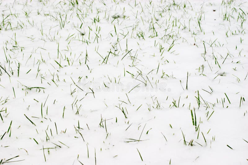 Grass & snow stock image. Image of seasons, christmas - 1526857