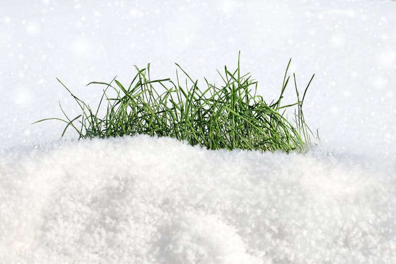 Grass on the snow stock image. Image of rural, lush, covered - 23524849