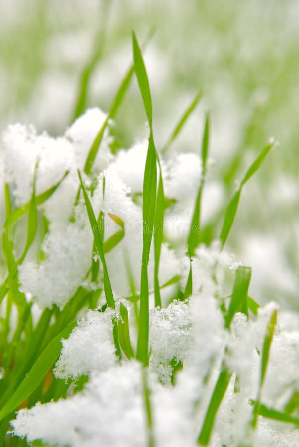 Grass and snow stock image. Image of growth, december - 11397805