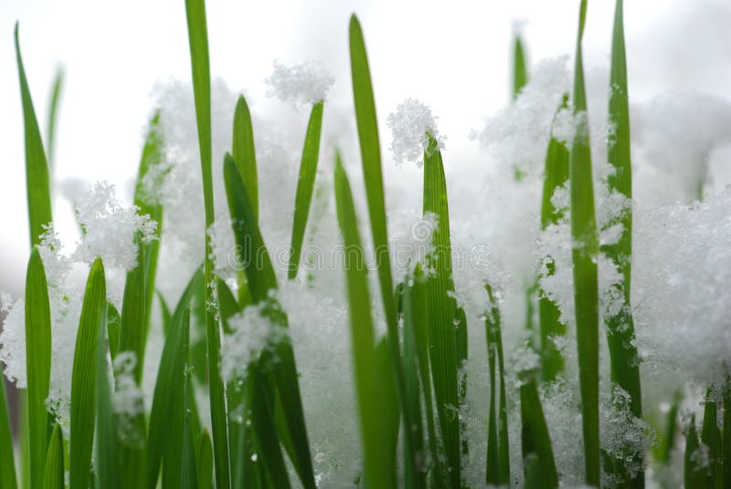 Grass with snow stock photo. Image of light, seasonal - 4671940