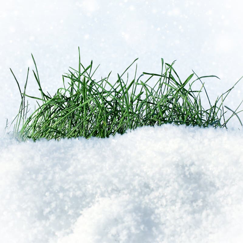 Grass on the Snow stock photo. Image of beautiful, fresh - 44063900