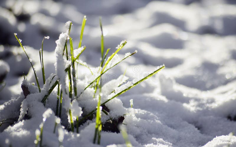 Grass on snow/frost stock photo. Image of country, green - 48356612