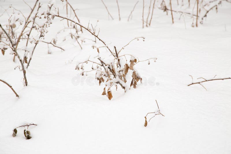 Grass in the snow stock photo. Image of lake, floral - 102575872