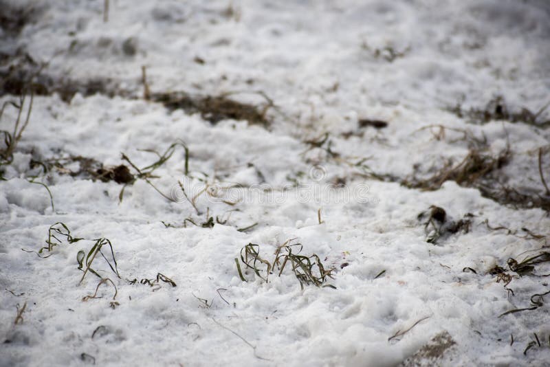 Grass through the snow stock image. Image of landscape - 136361759