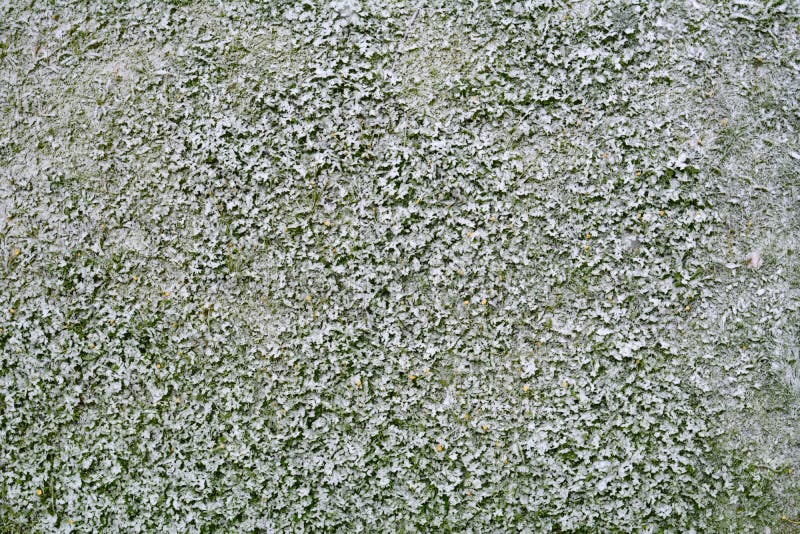 Grass in Snow Texture Background Stock Photo - Image of grass, snow ...