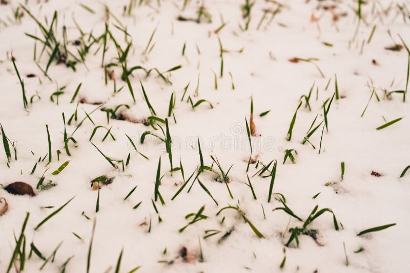 Grass through the snow stock photo. Image of deforestation - 201267866
