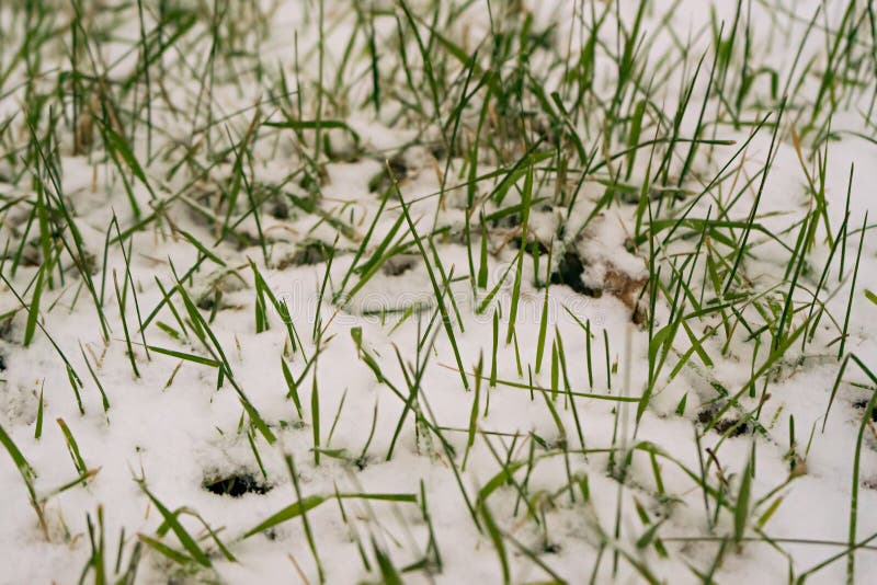 Grass through the snow stock image. Image of background - 201267895