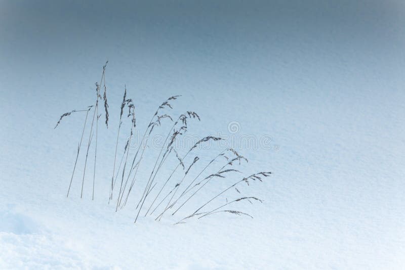 Grass on a snowy field stock photo. Image of snow, frost - 137011790