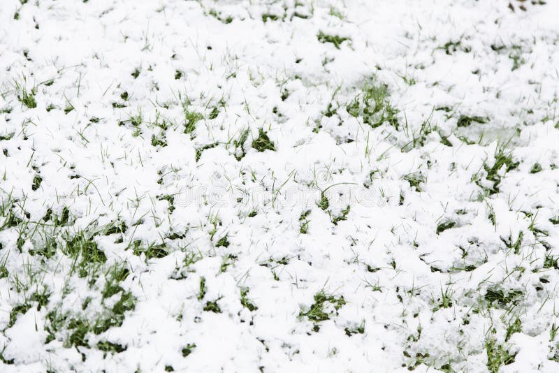 Grass snowy field stock image. Image of foreground, grass - 51320433