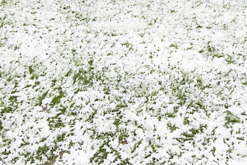 Grass snowy field stock image. Image of green, melting - 51320459