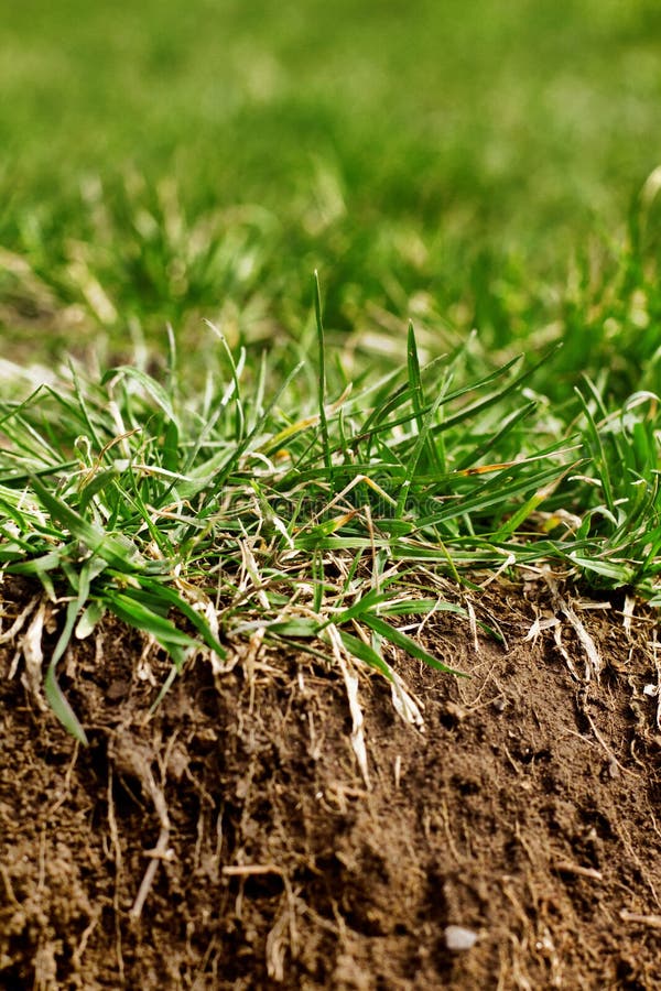 Grass with soil stock image. Image of white, field, rest - 19114211