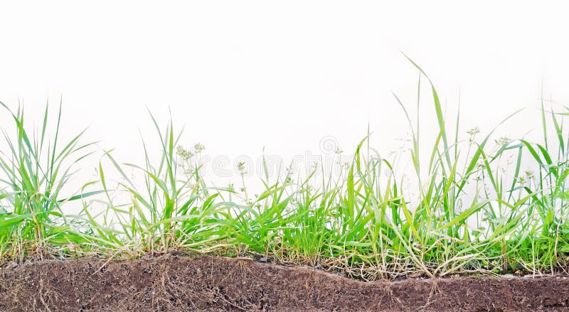 Grass and soil stock image. Image of land, earth, herb - 30504441