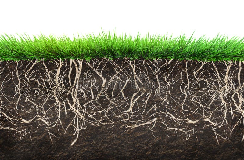 Grass soil stock photo. Image of landscaper, roots, grass - 14911000
