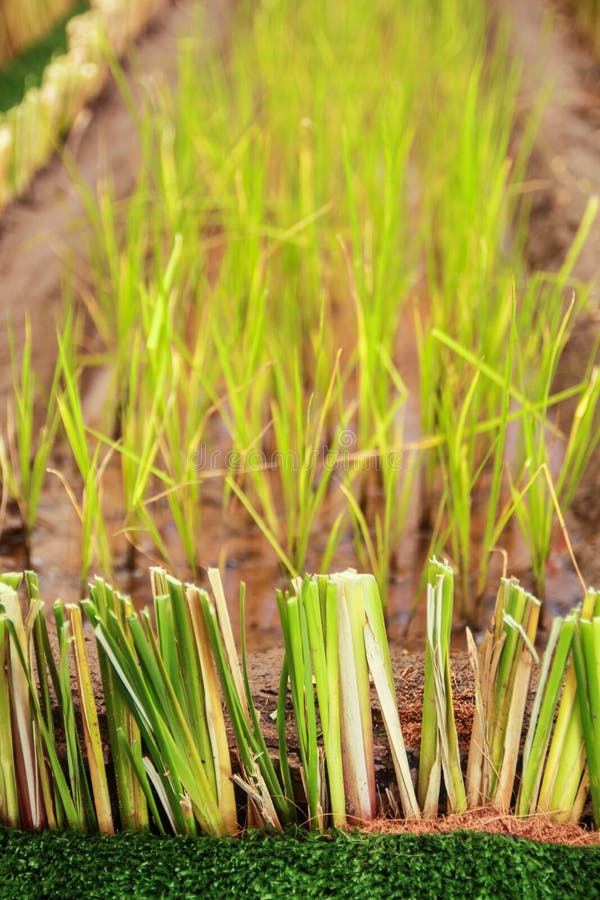 Grass for Soil and Water Conservation Stock Image - Image of paddy ...