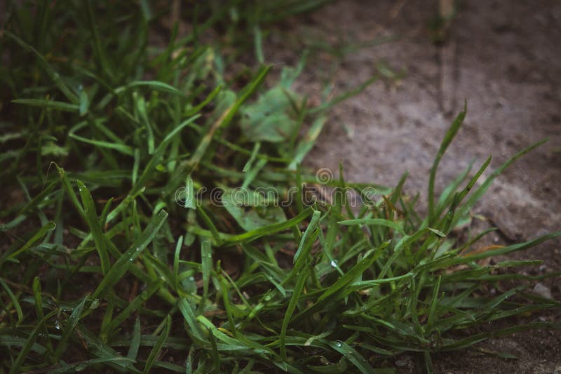 Grass with some water stock photo. Image of freshness - 129166928
