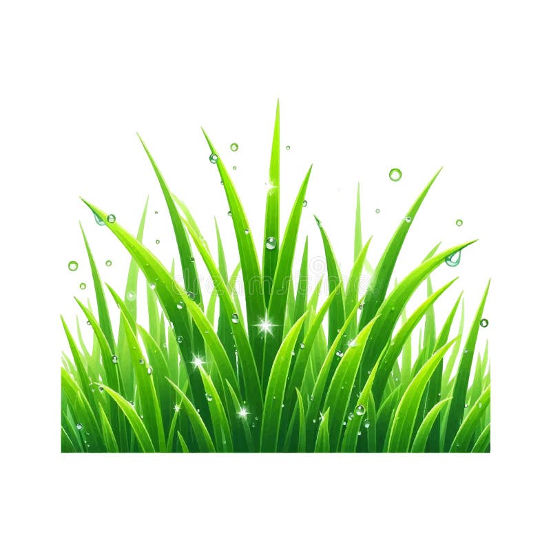 Grass with Some Water Drop Vector Stock Vector - Illustration of green ...