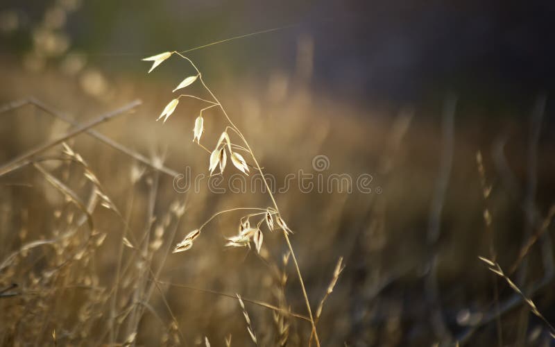 Grass and Spider Web Strand in Morning Sun. Stock Image - Image of ...