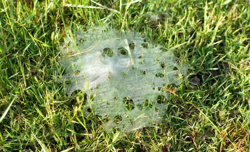 Grass Spiders Web on Grass and Dew in the Morning , Handiwork of Spider ...
