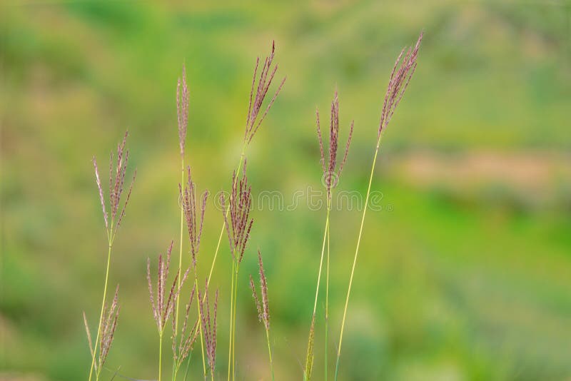 Grass spikes stock image. Image of grass, spike, plant - 280498615