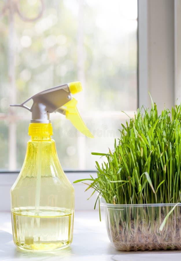 Grass and sprayer indoors stock image. Image of flower - 34232565