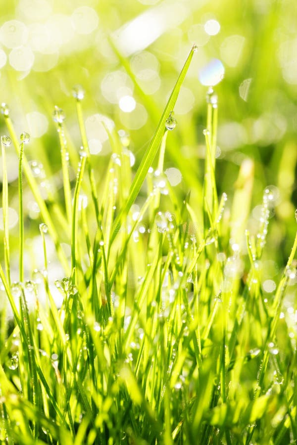 Grass spring stock photo. Image of lively, macro, gras - 28862946