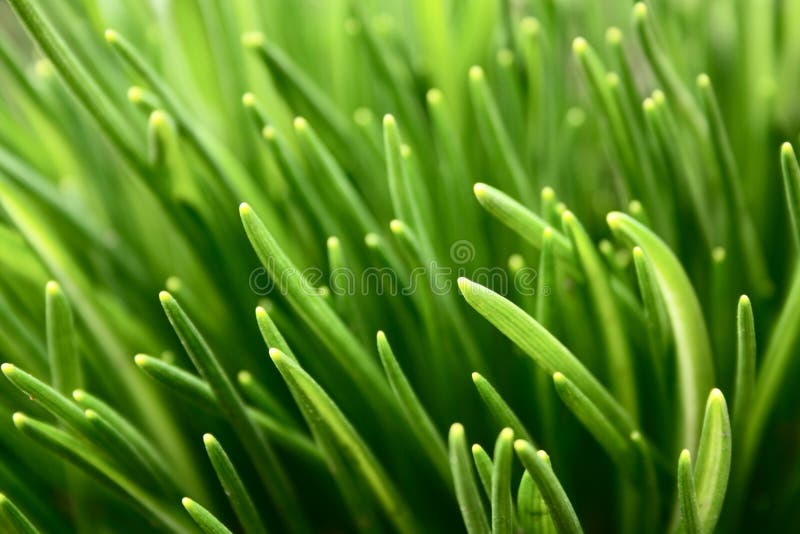 Grass in spring stock photo. Image of shot, colour, copy - 4674882