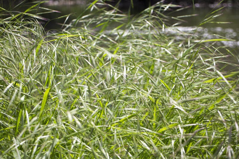 Grass in Spring, Color of the Life Stock Photo - Image of walnut, look ...