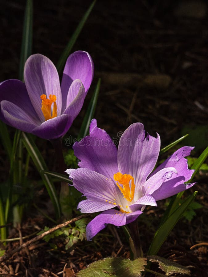 Grass and Spring Crocus Near Deep Shadow Stock Image - Image of early ...
