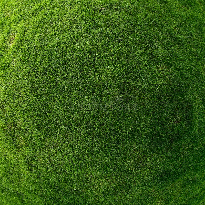 Grass stock photo. Image of plant, field, texture, meadow - 45637766