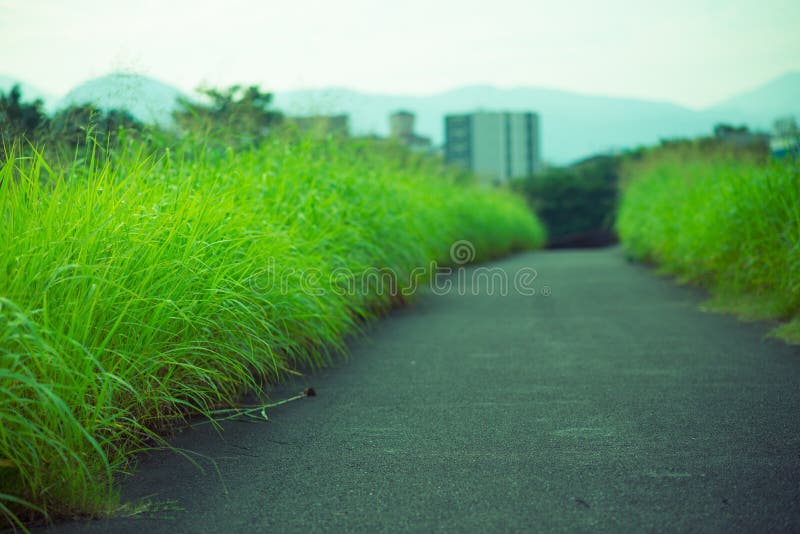 Grass in spring stock image. Image of love, formation - 46388535