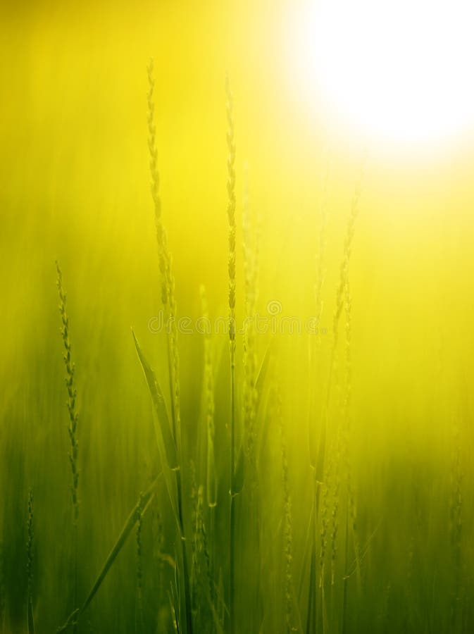 In Spring Sunlight stock image. Image of garden, famous - 40648853