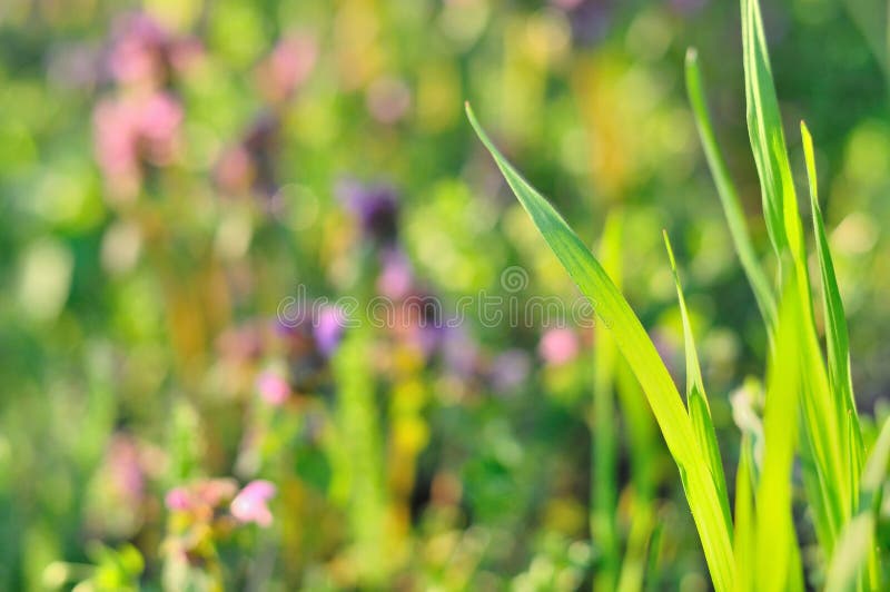 Green grass in spring time stock photo. Image of flower - 30762186