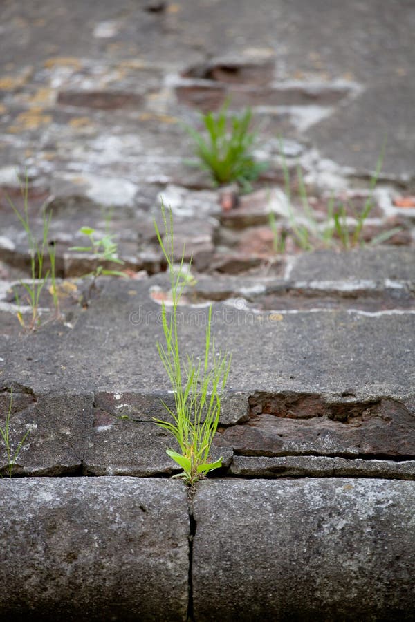 2,003 Medieval Grass Texture Stock Photos - Free & Royalty-Free Stock ...
