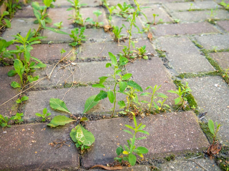 Grass Sprouting through the Seams of Paving Slabs Stock Image - Image ...