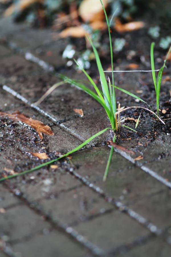 Grass sprouts. stock photo. Image of green, autumn, tile - 26146016