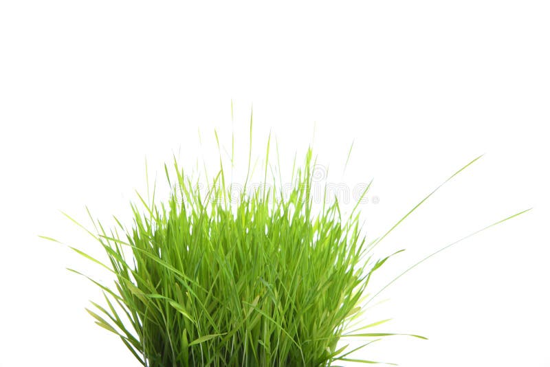 A bunch of hay stock photo. Image of country, harvest - 4933682