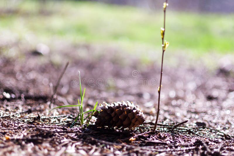 Grass Sprouts from the Earth Under the Warm Spring Sun. Stock Photo ...