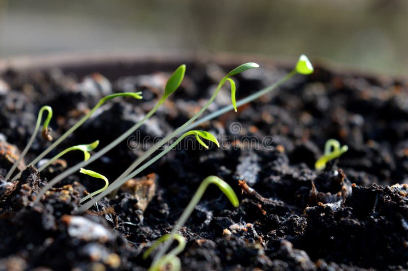 Grass sprouts macro image stock photo. Image of agriculture - 37659744