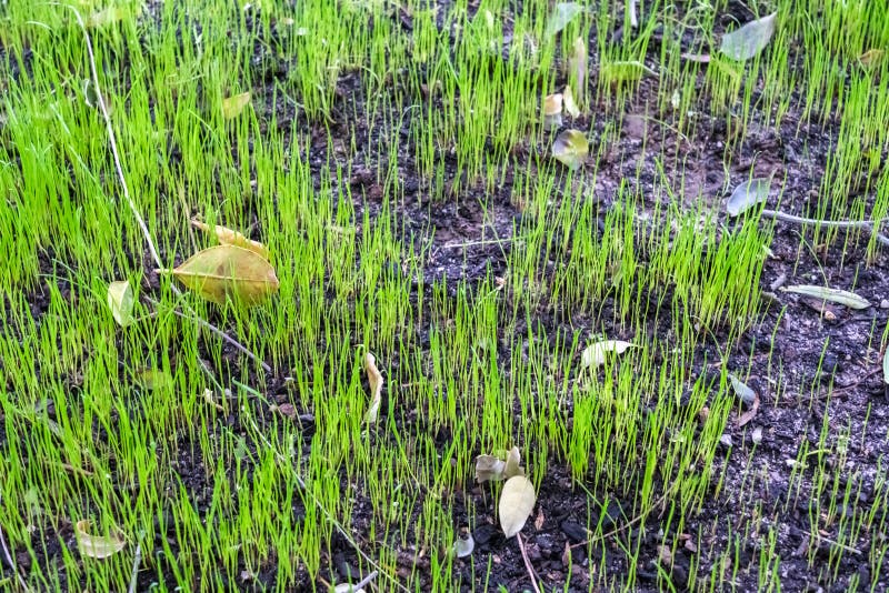 Grass Sprouts Growing New in a Garden Stock Photo - Image of growing ...