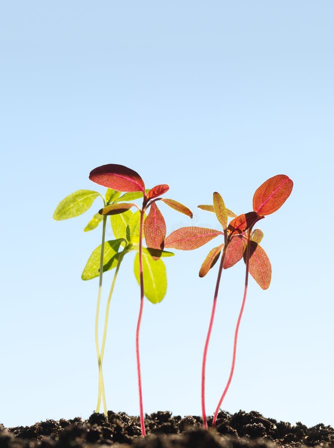 Grass Sprouts Over Blue Sky Stock Photo - Image of cultivation ...