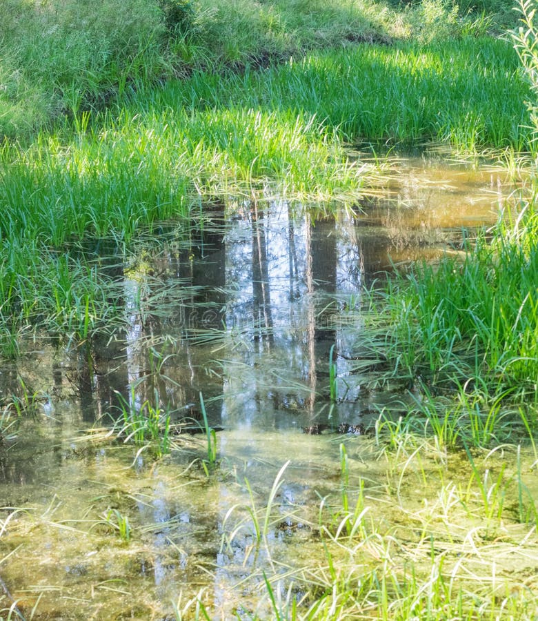 Grass in Pond with Reflection of Trees Stock Image - Image of sprouts ...