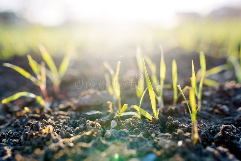 Grass sprouts macro stock photo. Image of agriculture - 37659744
